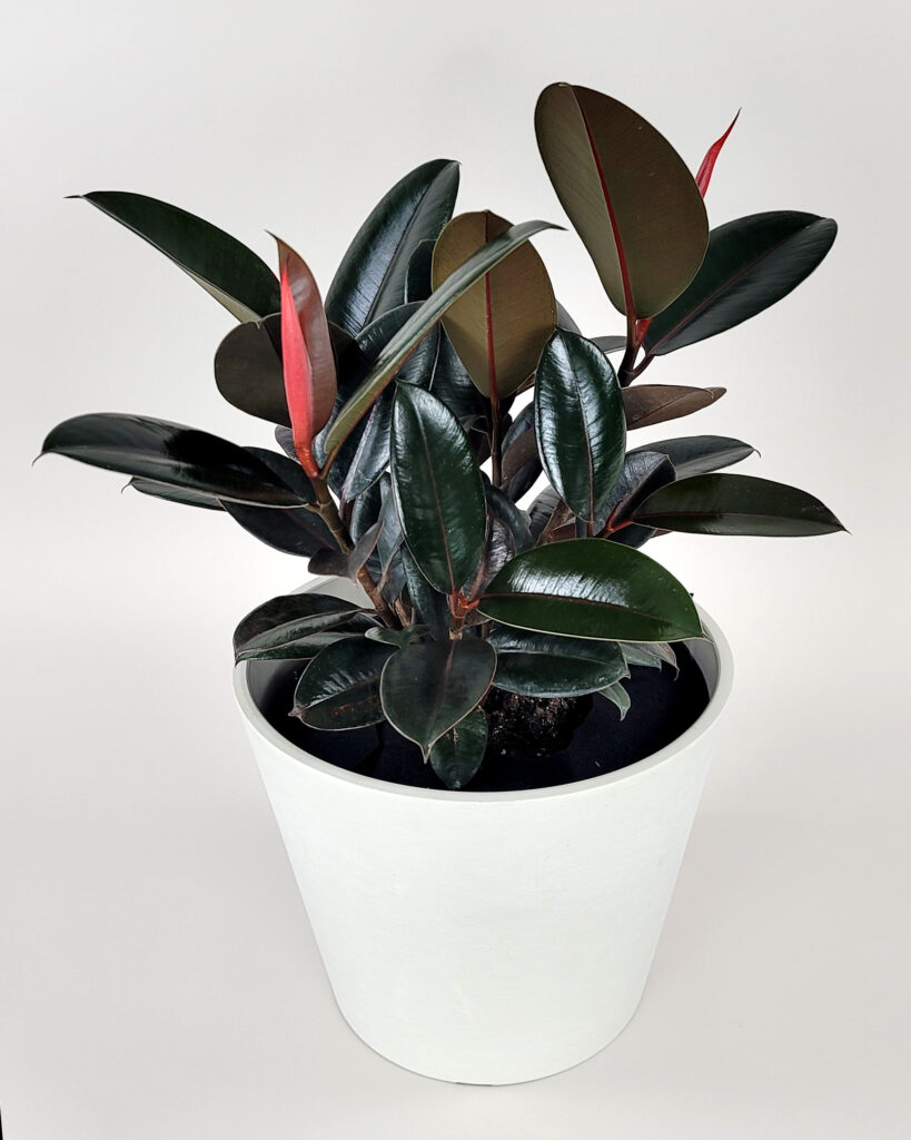Ficus elastica 'Burgundy', Indian Rubber Plant - Florida Patio Gardens