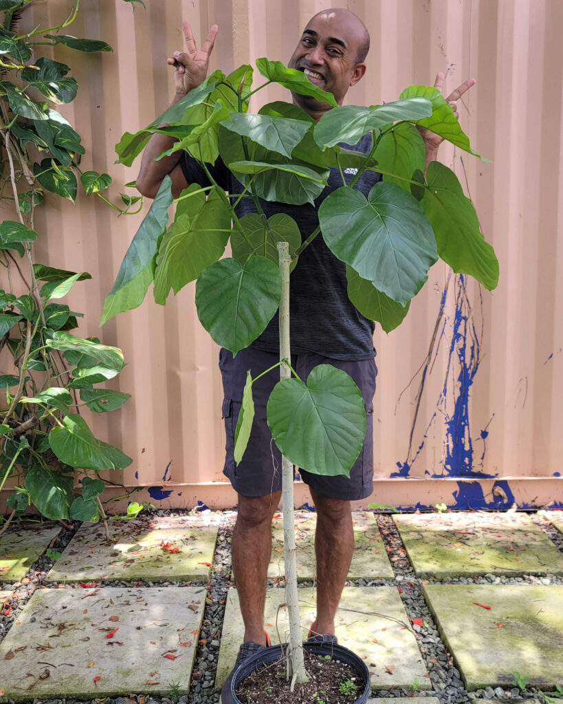 Ficus Umbellata - Florida Patio Gardens