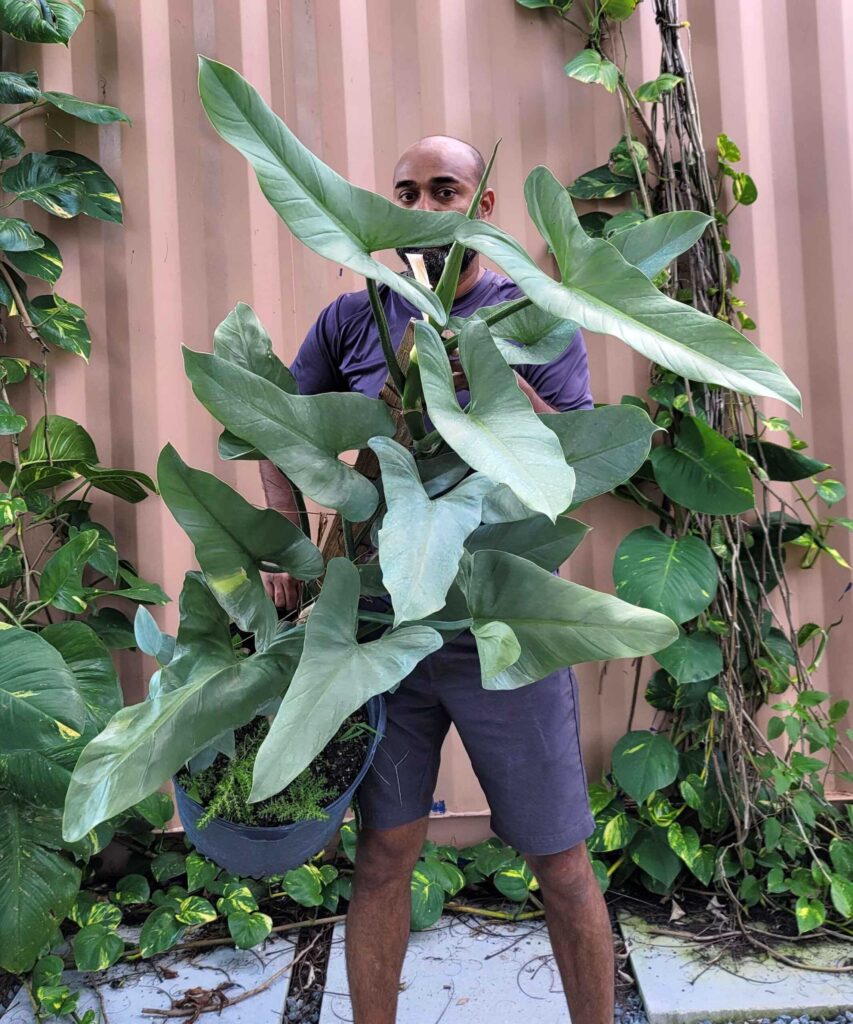 Philodendron 'Silver Sword' - Florida Patio Gardens